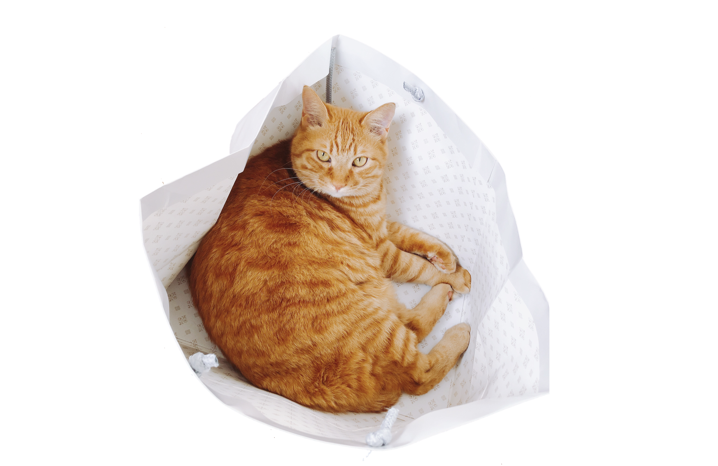 猫の採尿方法 〜持っていくまでの時間、取り扱いなど〜 猫専門病院の猫ブログ Nekopedia ネコペディア
