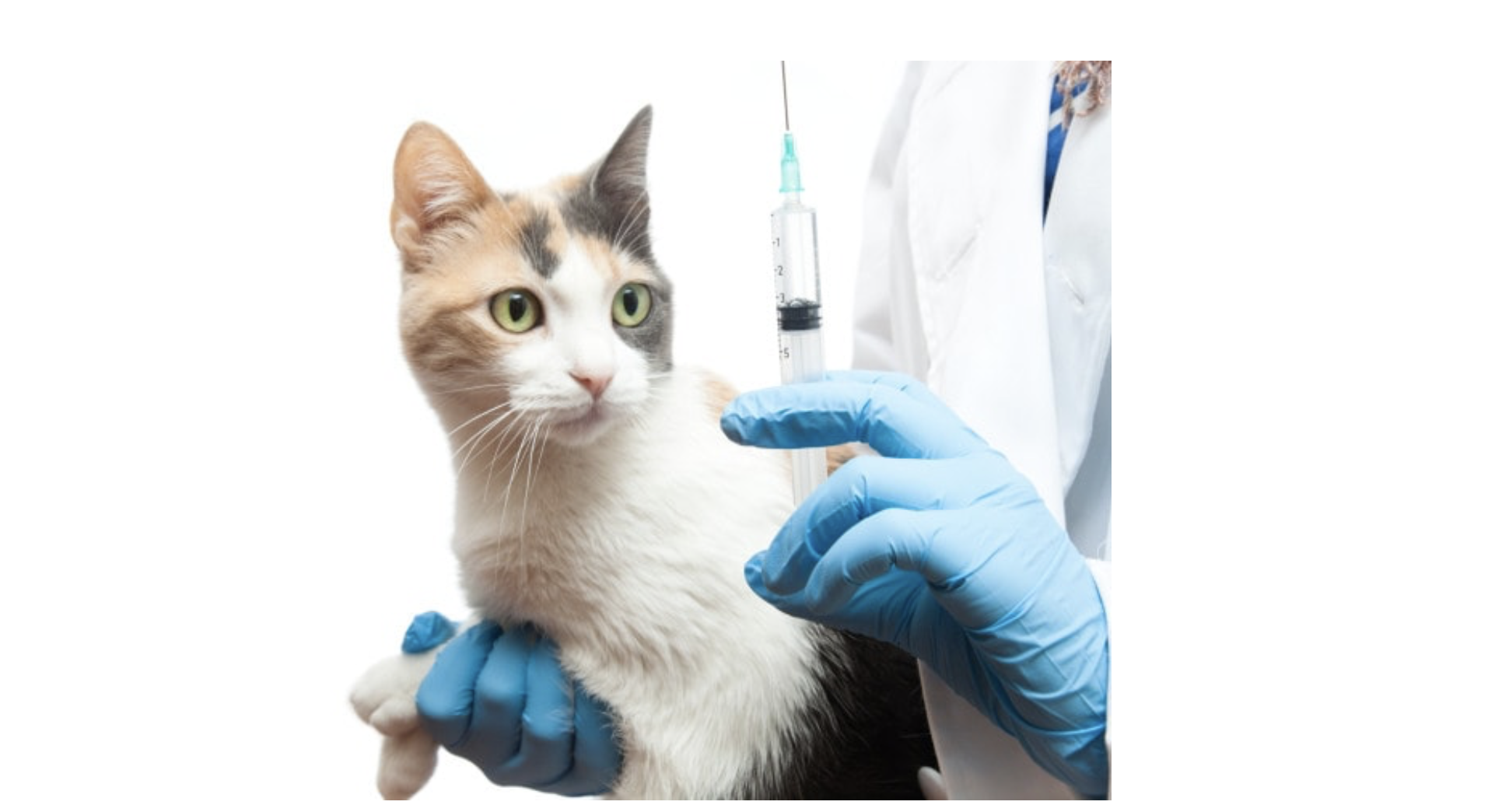 猫エイズ白血病キャリアー猫に対するワクチンの研究 猫専門病院の猫ブログ Nekopedia ネコペディア
