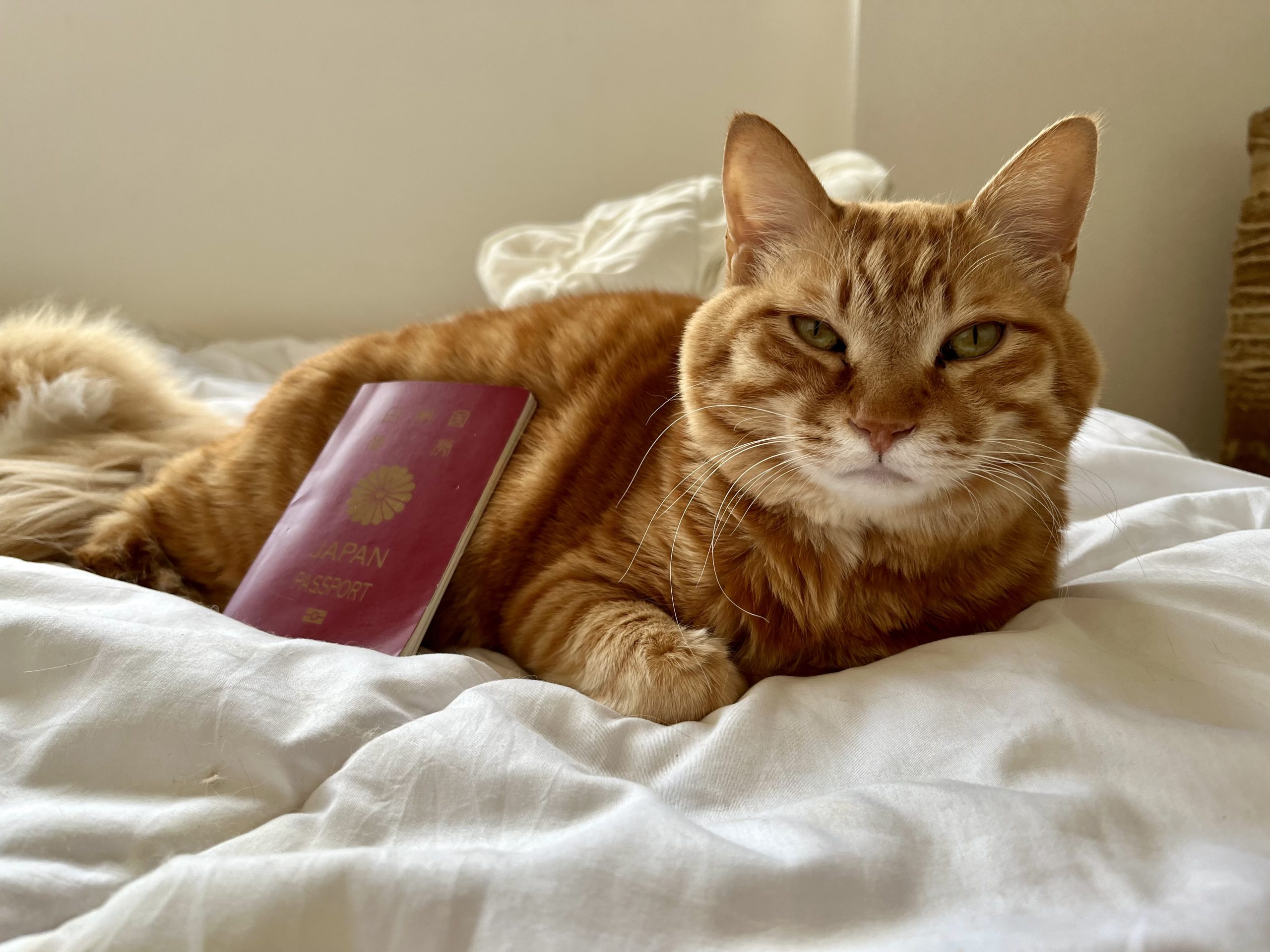 猫の飛行機のストレスマネジメントについて | 猫専門病院の猫ブログ nekopedia ネコペディア