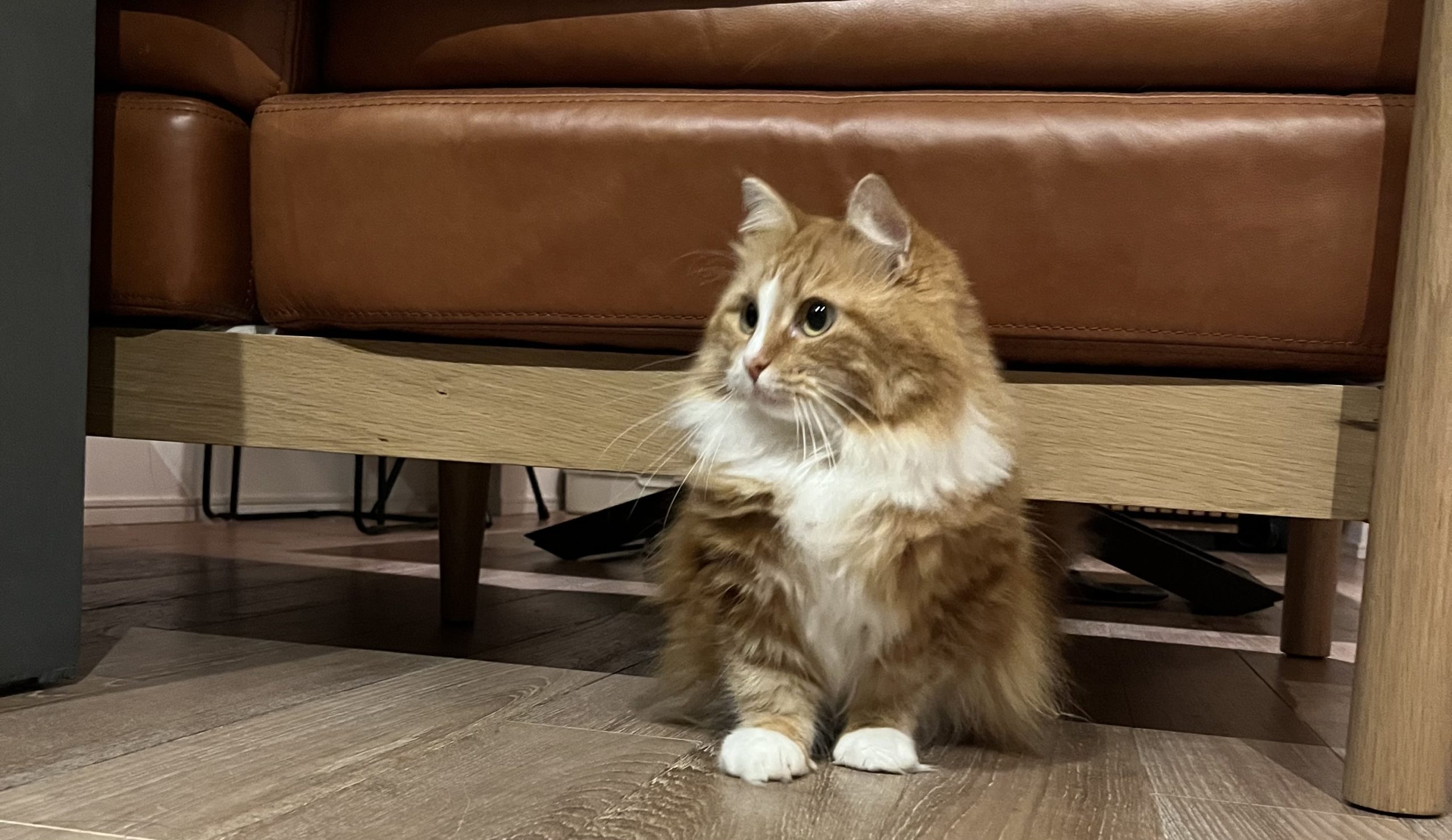 猫もアトピー性皮膚炎と呼ぶ時代? | 猫専門病院の猫ブログ nekopedia ネコペディア