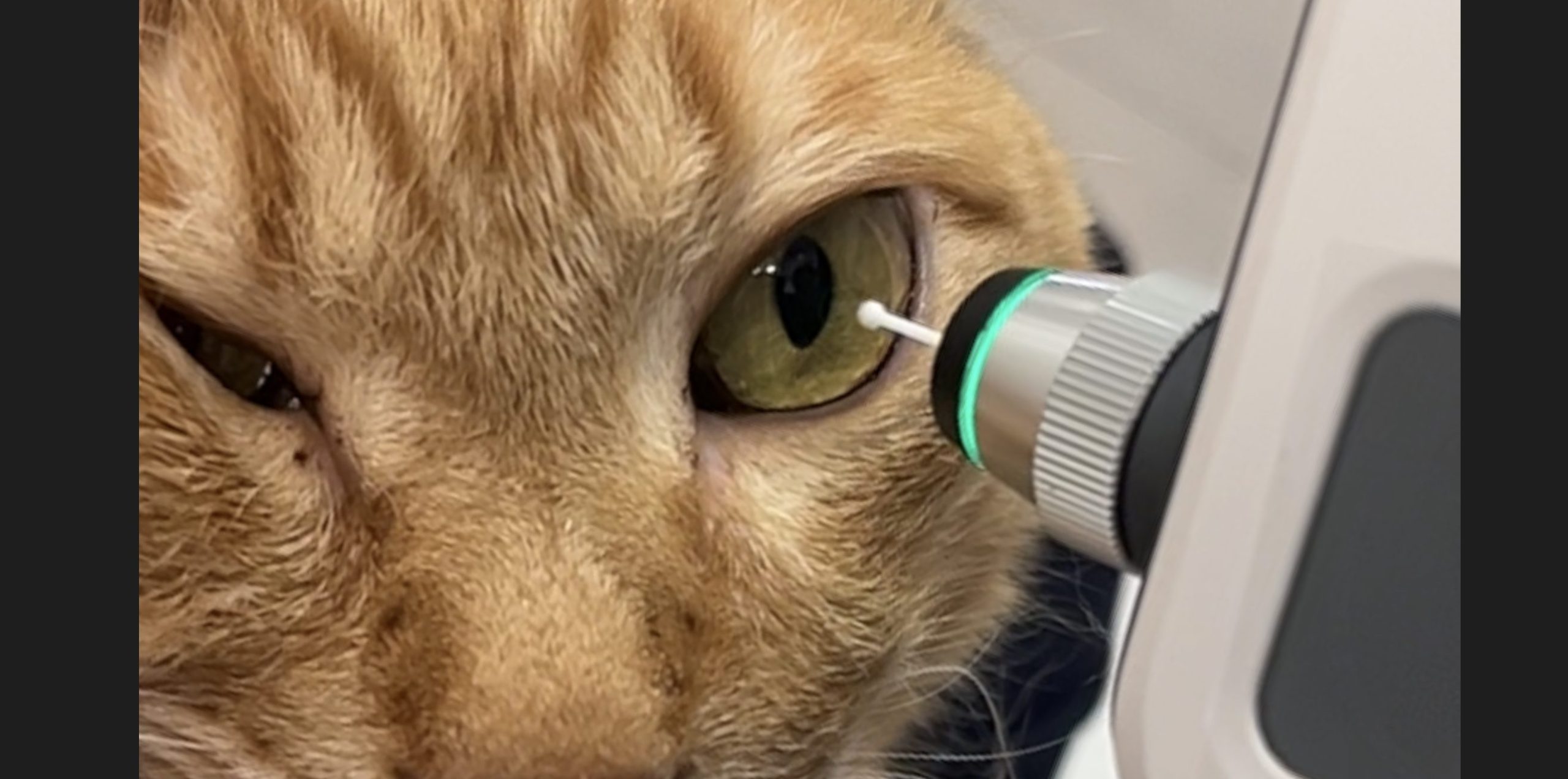 猫に優しい「眼圧計」を導入しました 猫専門病院の猫ブログ Nekopedia ネコペディア