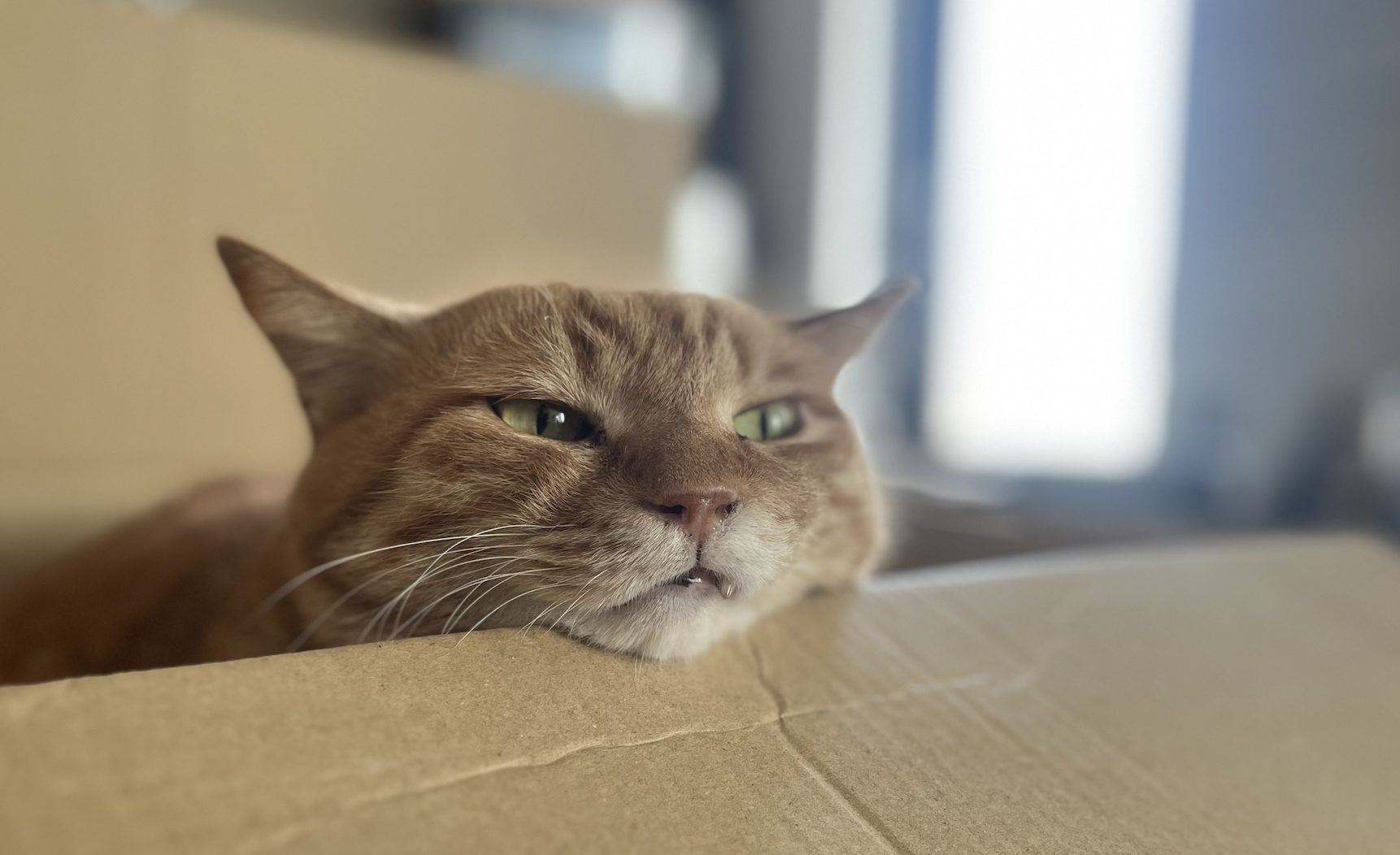 食事の頻度とストルバイト結石の形成は関係するのか | 猫専門病院の猫ブログ nekopedia ネコペディア